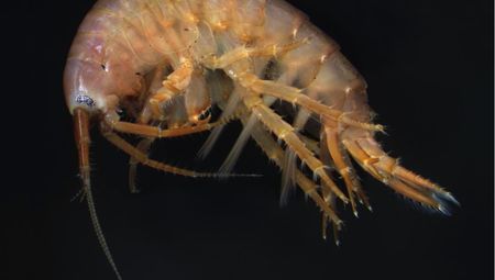 Flohkrebse - Ostsee der Zukunft