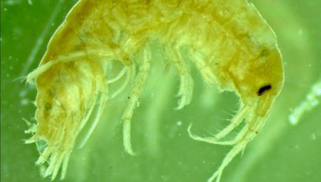 Flohkrebse - Ostsee der Zukunft