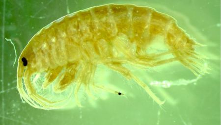 Flohkrebse - Ostsee der Zukunft