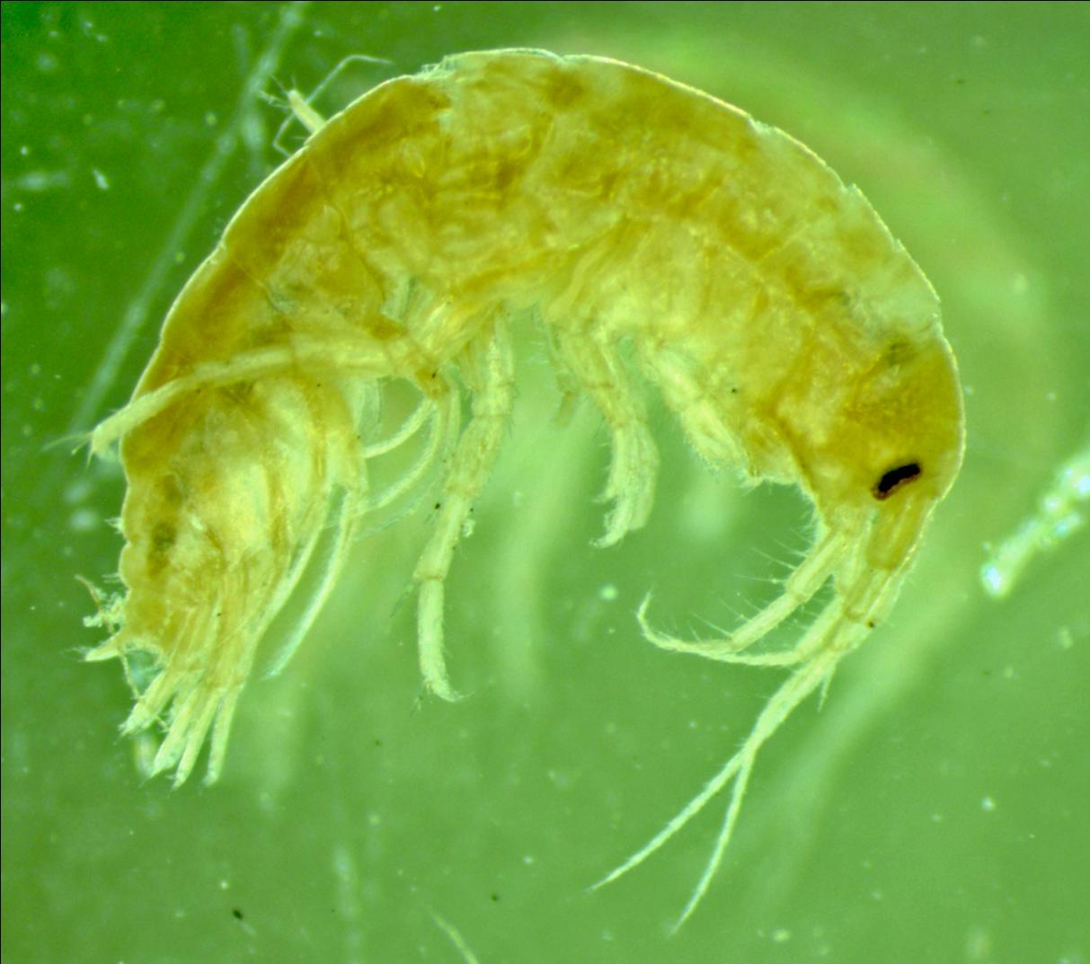 Flohkrebse - Ostsee der Zukunft